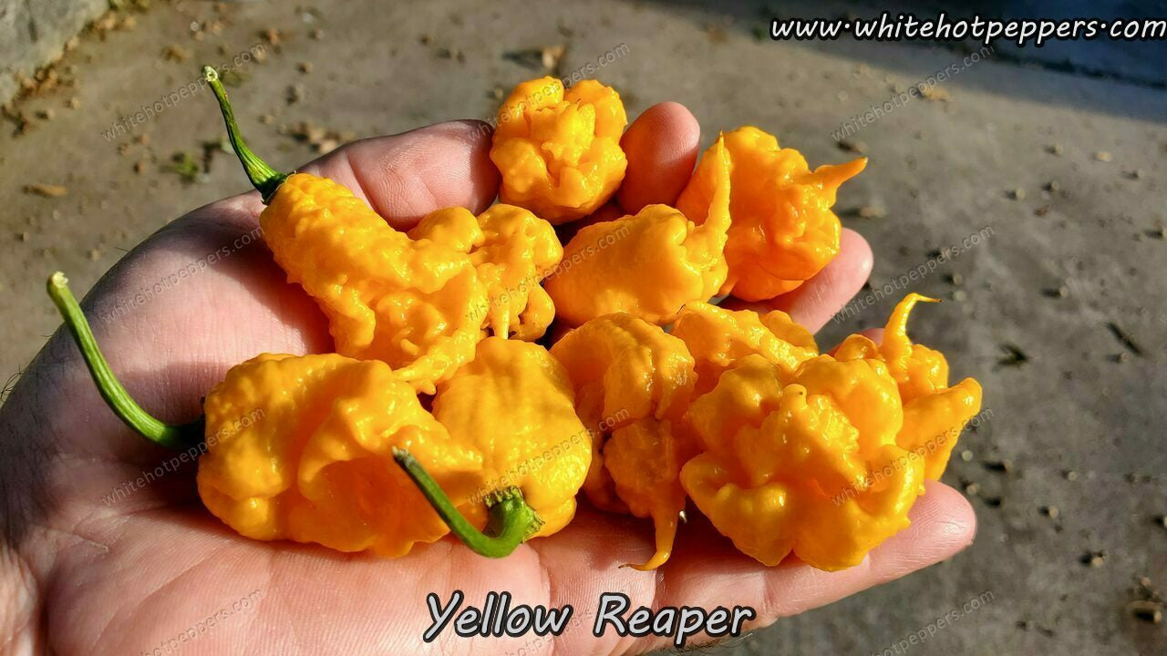 Yellow Reaper - White Hot Peppers LLC